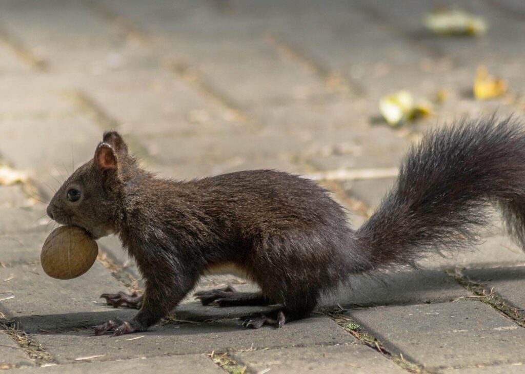 Parcul veveritelor Mariana din Vatra Dornei, incanta prin naturalete